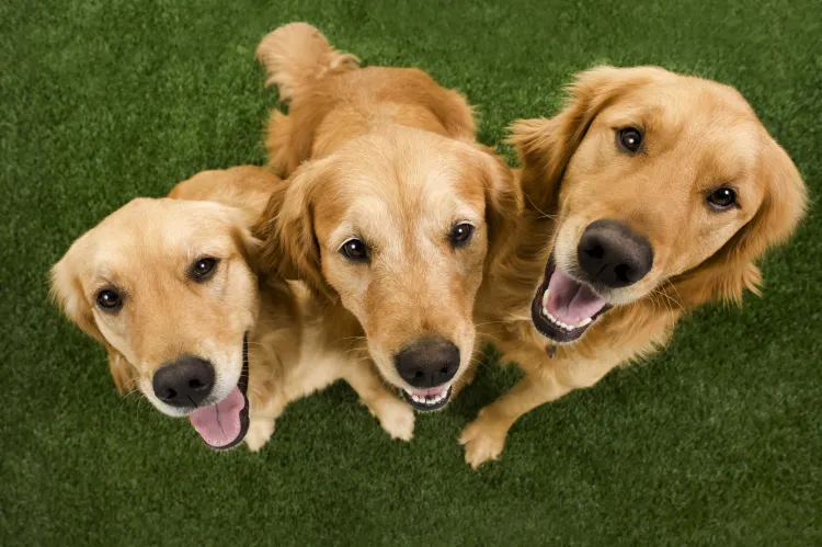 Three Golden Retrievers Relaxing While Hanging Out of Window Melts ...