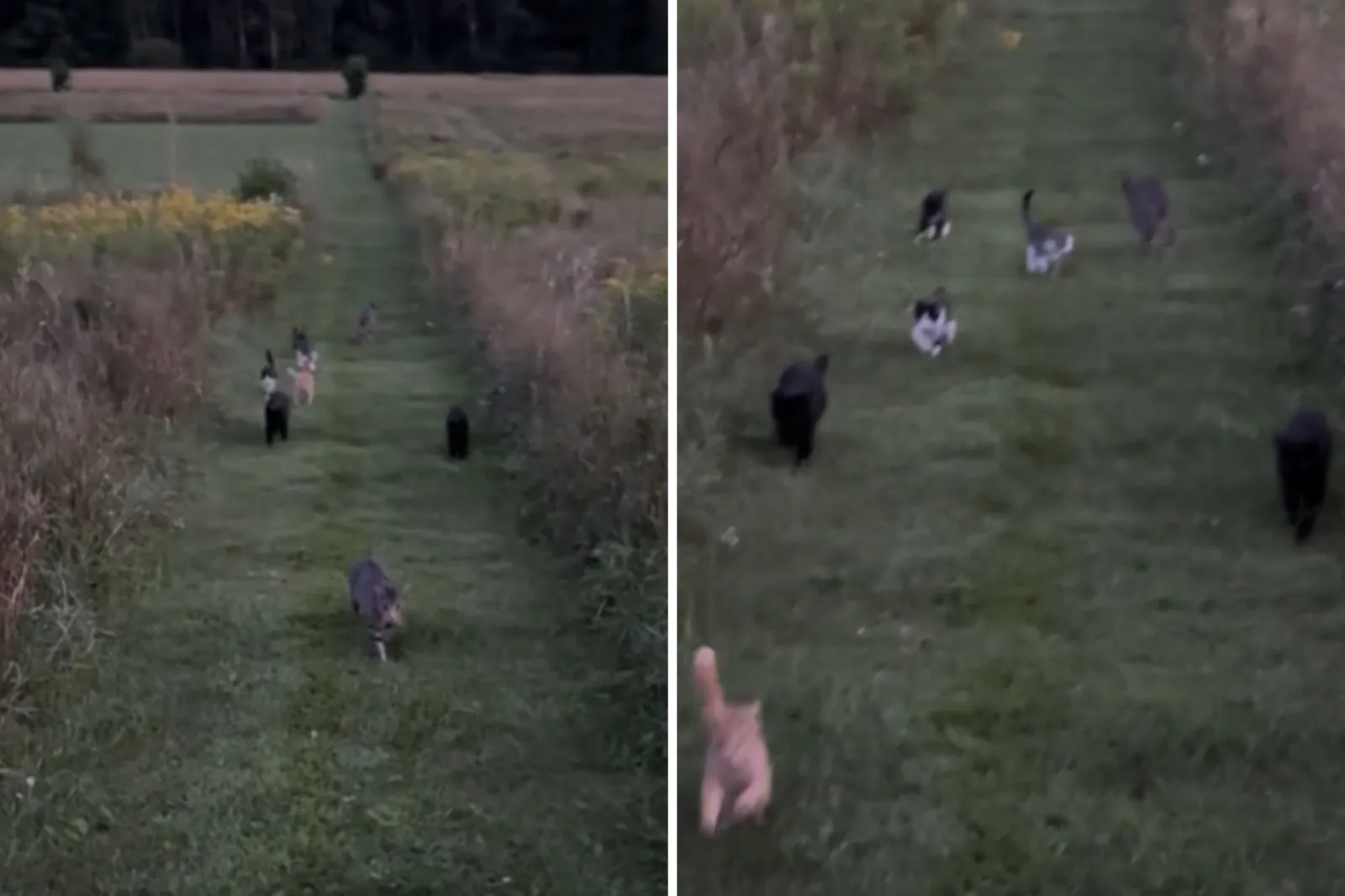 Internet Asks ‘Is This Heaven’ as Woman Shares Evening Walk With 9 Cats ...