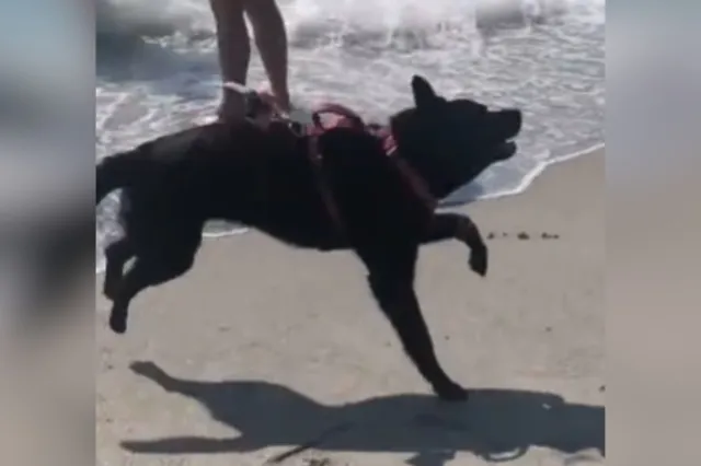 ‘Anxious’ Dog Discovers Her Love for Water, but Only on One Condition ...