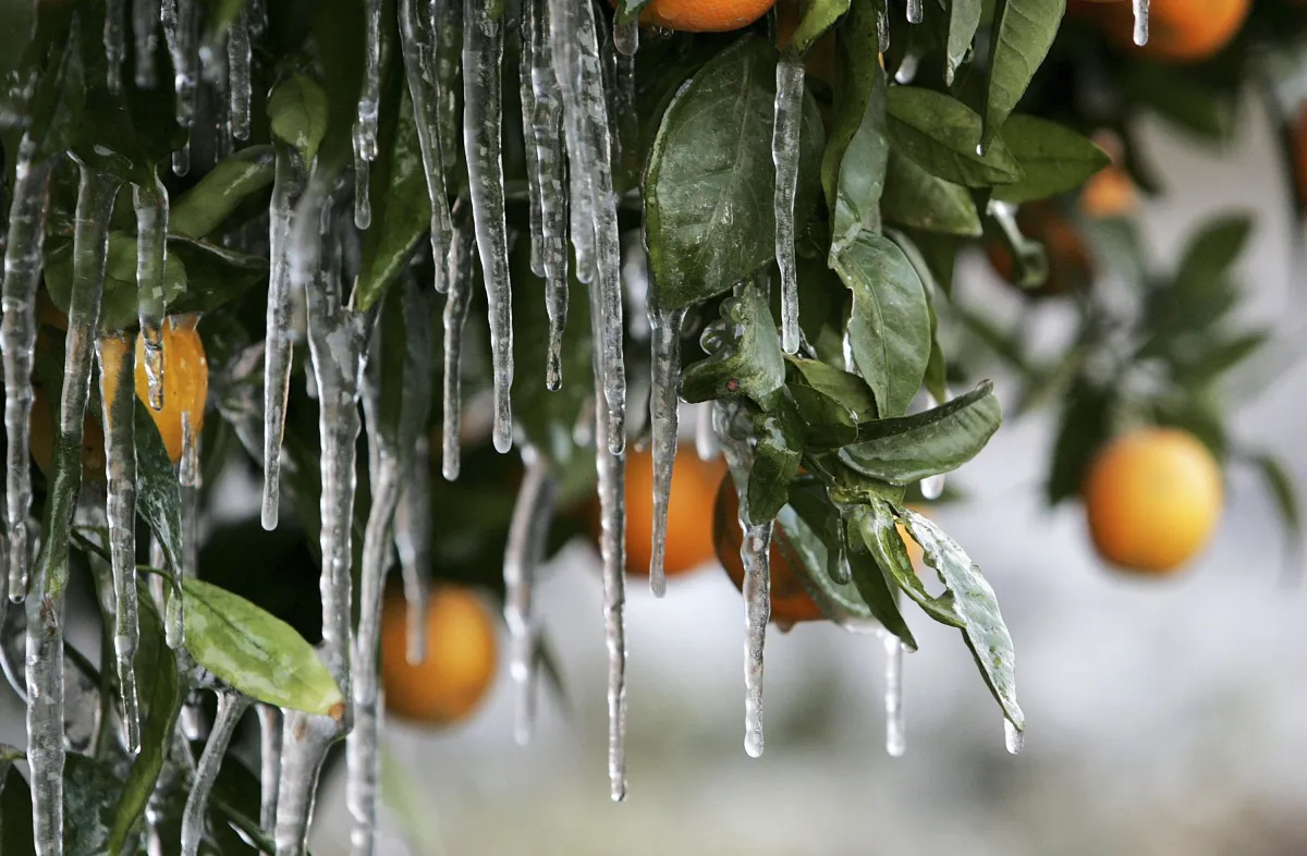 Freeze Warning Issued for Montana as Temperatures To Plummet to Below ...