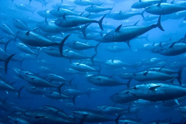 Fish: Extinction Risk Looms Over Five Times More Species Than Thought ...
