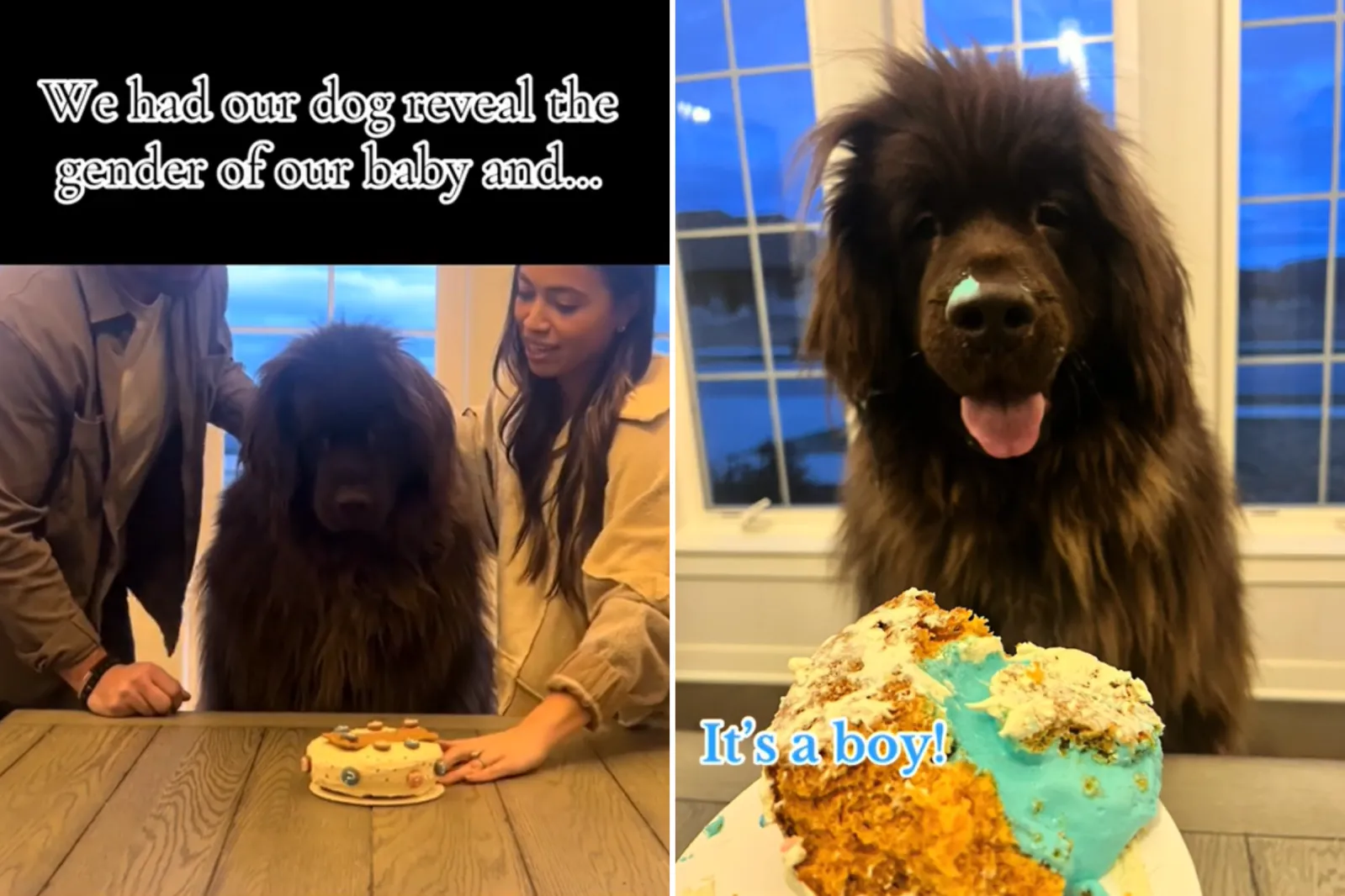 Owners Let Newfoundland Handle Gender Reveal, Chaos Ensues - Newsweek
