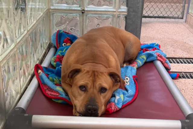 Dog Rescued From ‘Life of Cruelty’ Still Waits for Home 1,165 Days ...