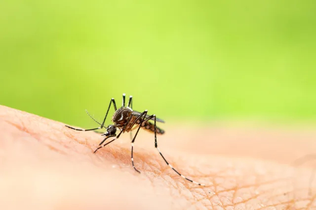 West Nile Virus Maps Show Cases in US This Year - Newsweek