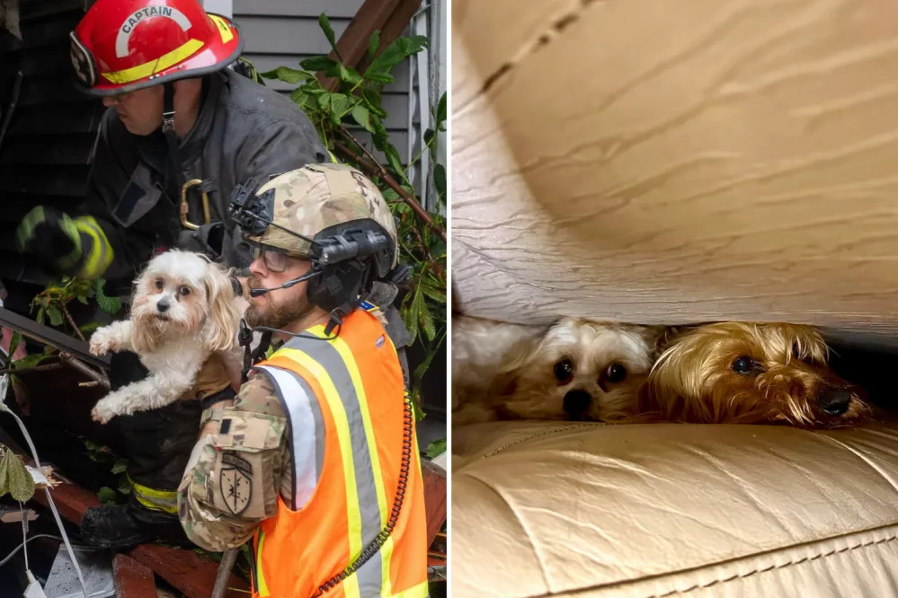 Moment Two Dogs Rescued From House Destroyed in Deadly Alaska Landslide ...