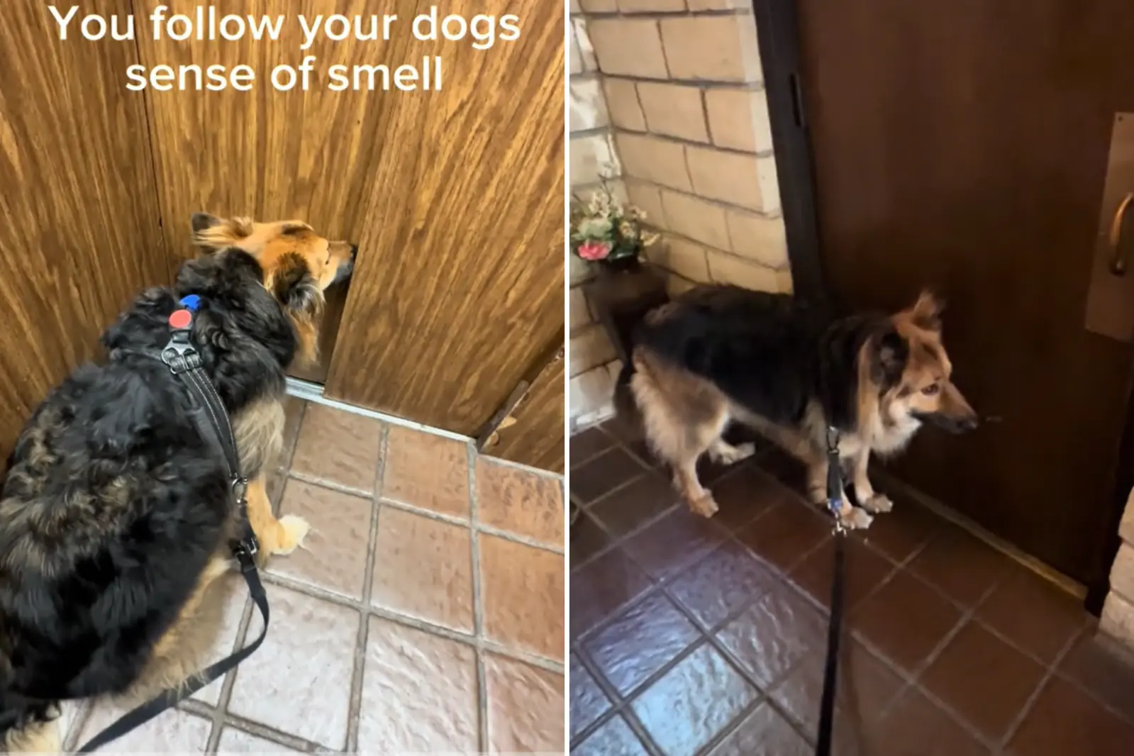 Owner Tests Dog’s Sense of Smell, Blows Internet Away Wit... - Newsweek