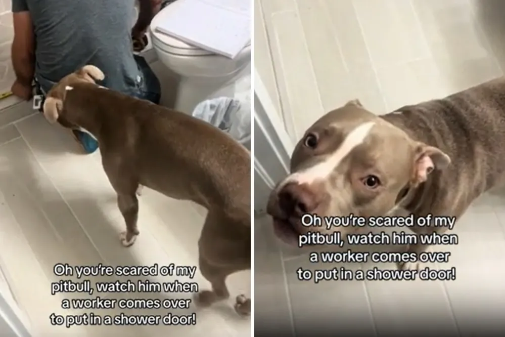 Woman Captures Pit Bull’s ‘Vicious’ Reaction to Stranger in Their Home ...