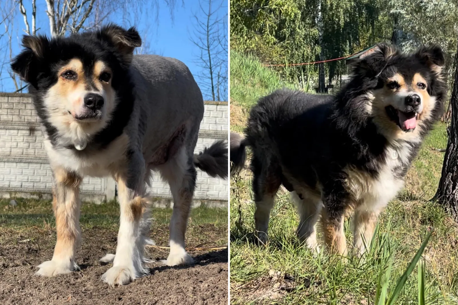 Moment Dog Living in Burned-Out Gas Station Is Found by Rescuers - Newsweek