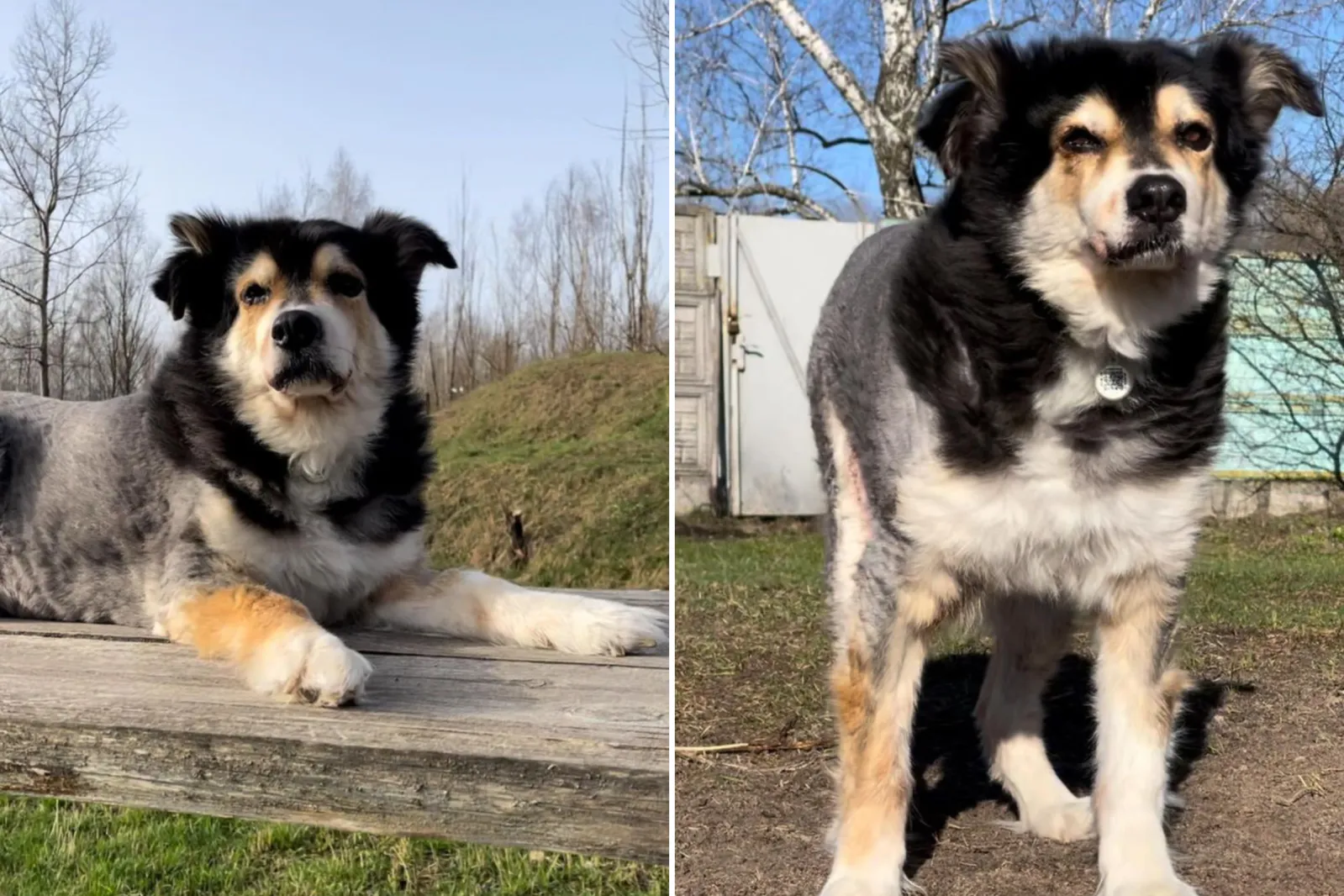 Moment Dog Living in Burned-Out Gas Station Is Found by Rescuers - Newsweek