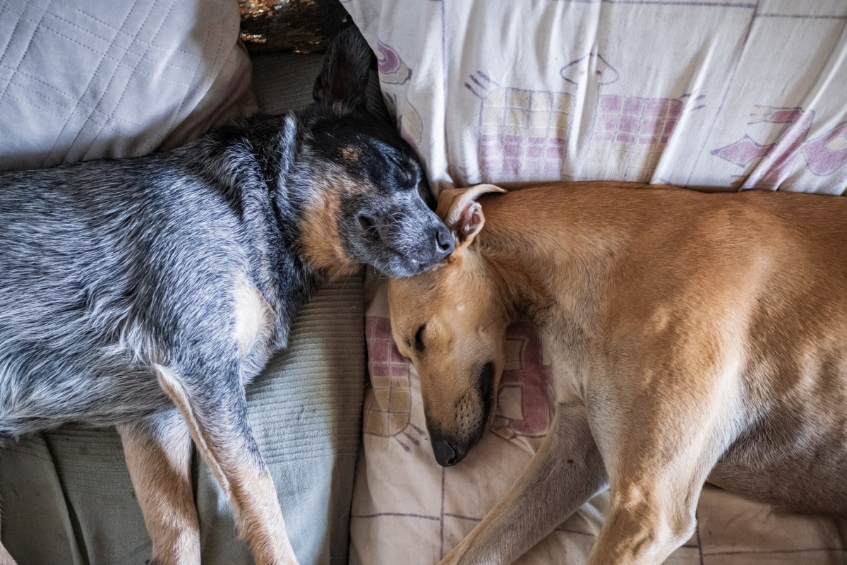Dog’s Sweetest Gesture to Sibling ‘Sleep Barking’ Melts Hearts - Newsweek