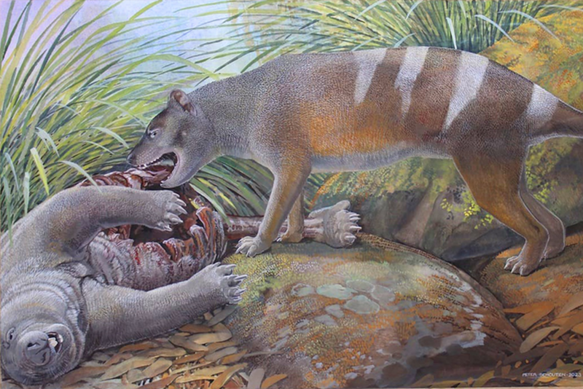 Fossils: Iconic Tasmanian Tiger’s Earliest Ancestors Discovered - Newsweek
