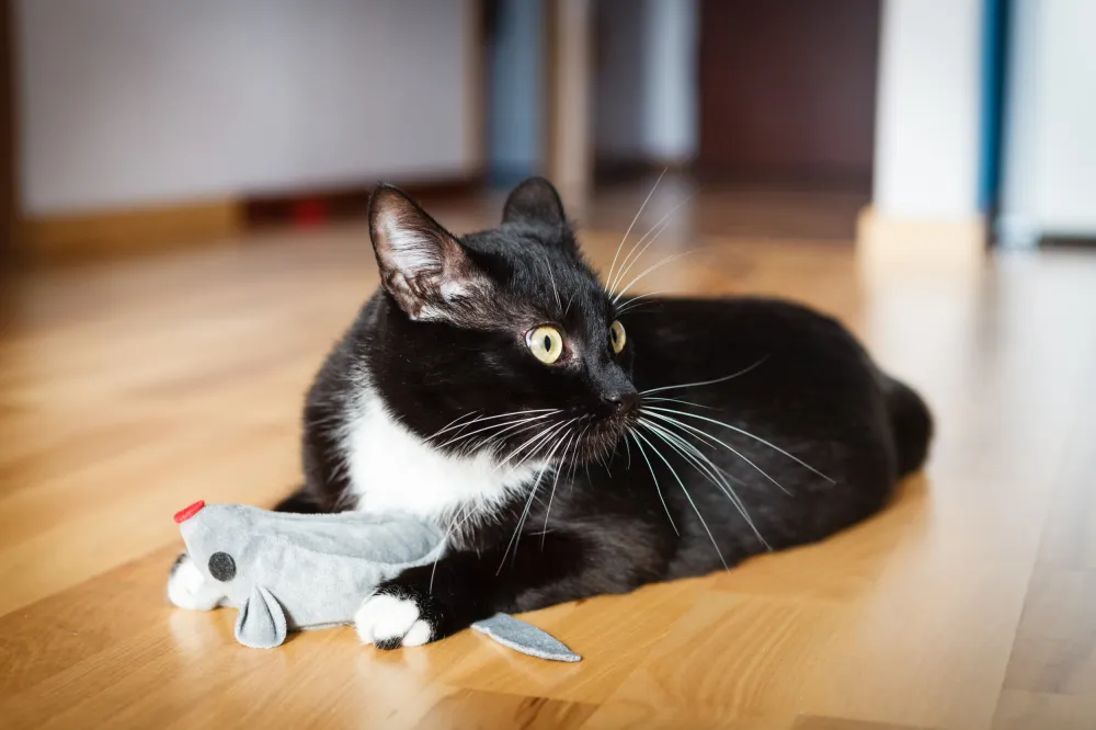 Cat Has ‘Screaming’ Protest After Owner Dares to Invite Guests Home ...