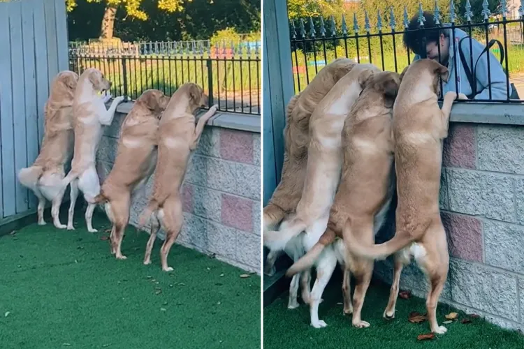 Dogs Wait in Line for ‘Biscuit Lady’ Walking Past House Every Morning ...