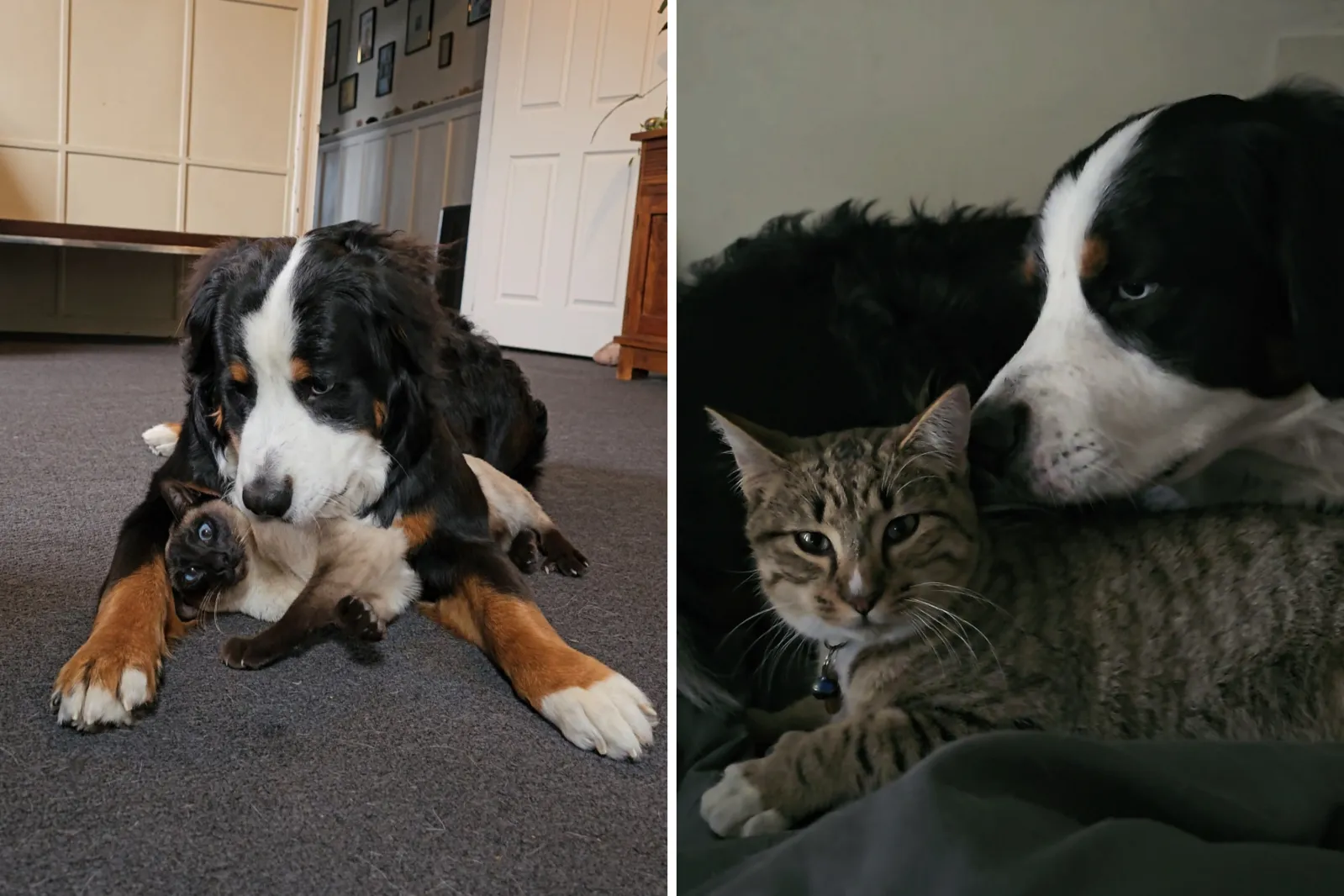 Owners Get Kitten for Dog Lonely After Best Friend Died, Tears at ...