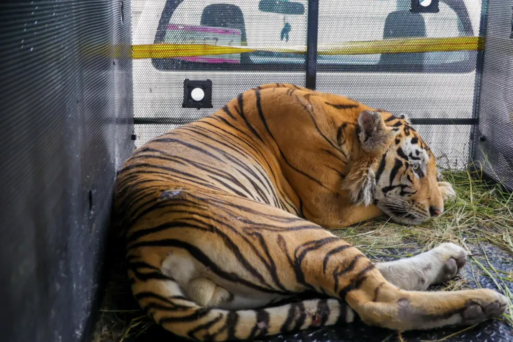 Escaped Tiger On U.S.-Mexico Border Caught In Trap - Newsweek