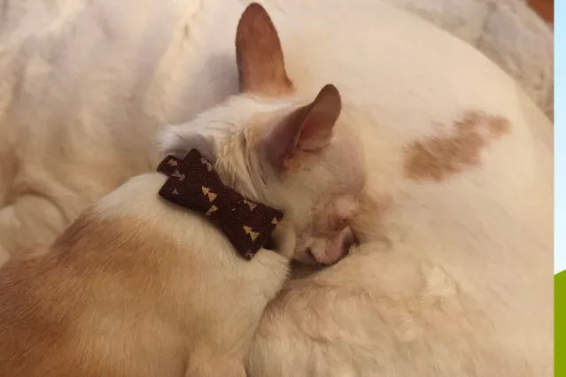 Heartbreaking Moment Dog Realizes Best Friend Is Nearing ‘Final Chapter ...