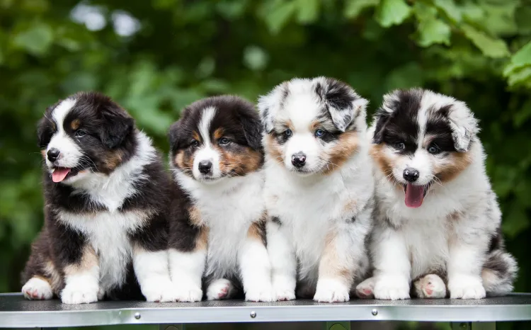 Fluffy ‘Waterfall’ of Adorable Aussie Puppies Delights Internet - Newsweek
