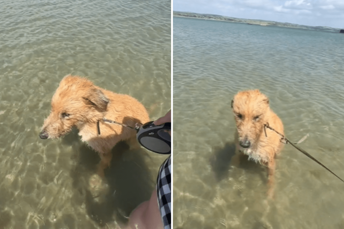 Dog Devastated As No One Wants To Play With Him at the Beach - Newsweek
