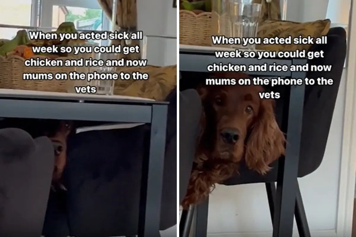 ‘Master Manipulator’ Dog Acts Sick All Week, Until Owner Calls the Vet ...