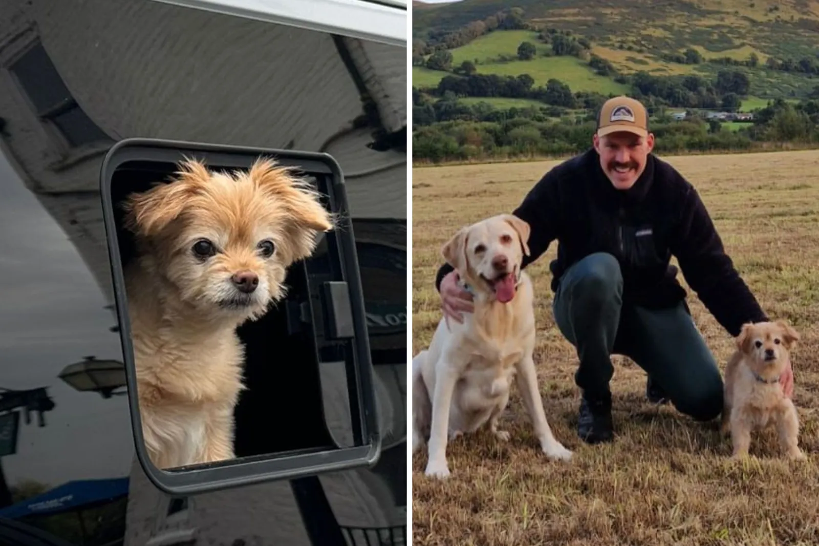 Dog Given Up at 14 Runs to New Owner After Finding ‘Perfect Forever ...