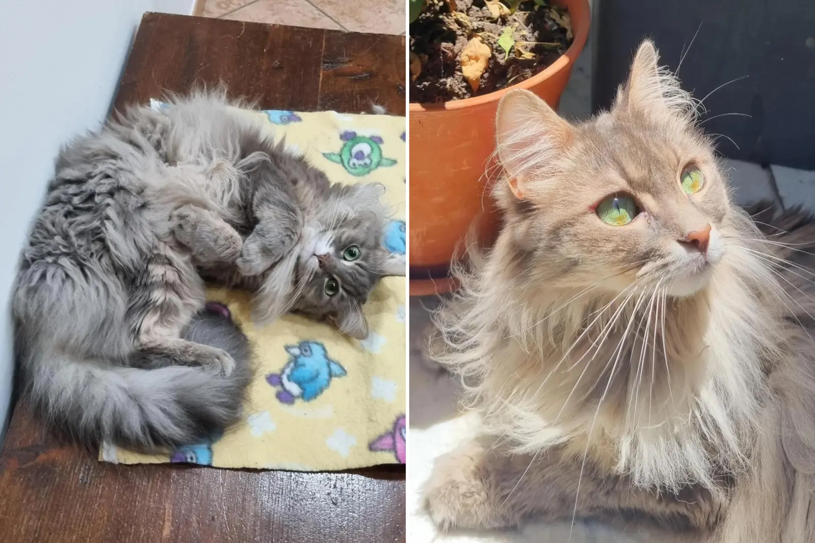 Kitten Found in the Trash Stuns Internet With Her ‘Supermodel’ Looks ...