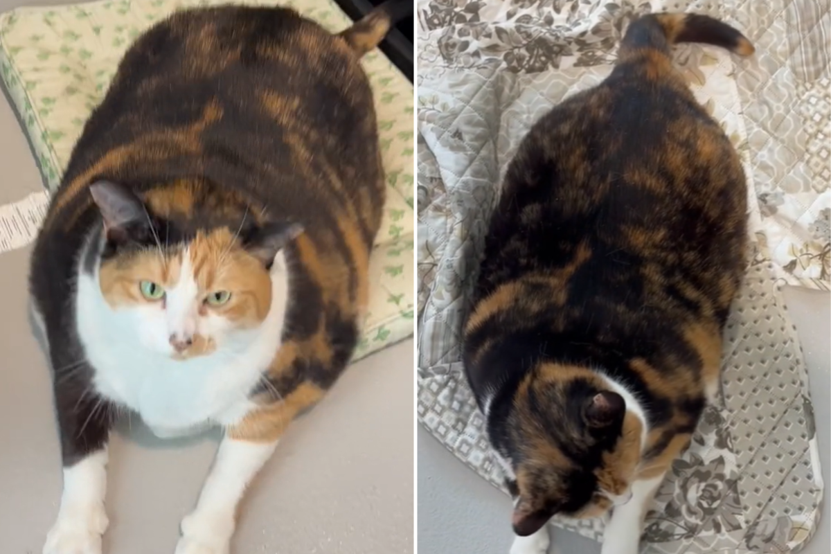 Shelter Pleads for Someone to Rescue Huge 27-Pound Cat - Newsweek