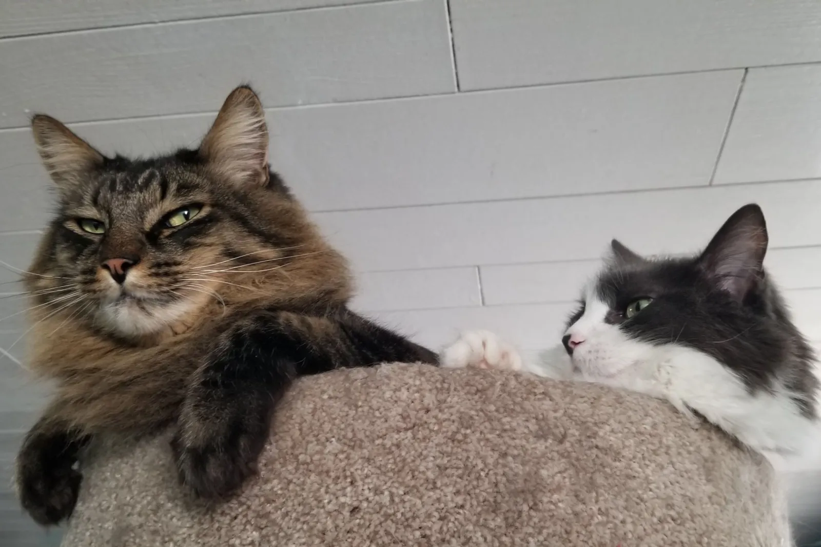 Outrage At Cat Owner’s Text To Woman Who Found Pet 5 Years Later - Newsweek