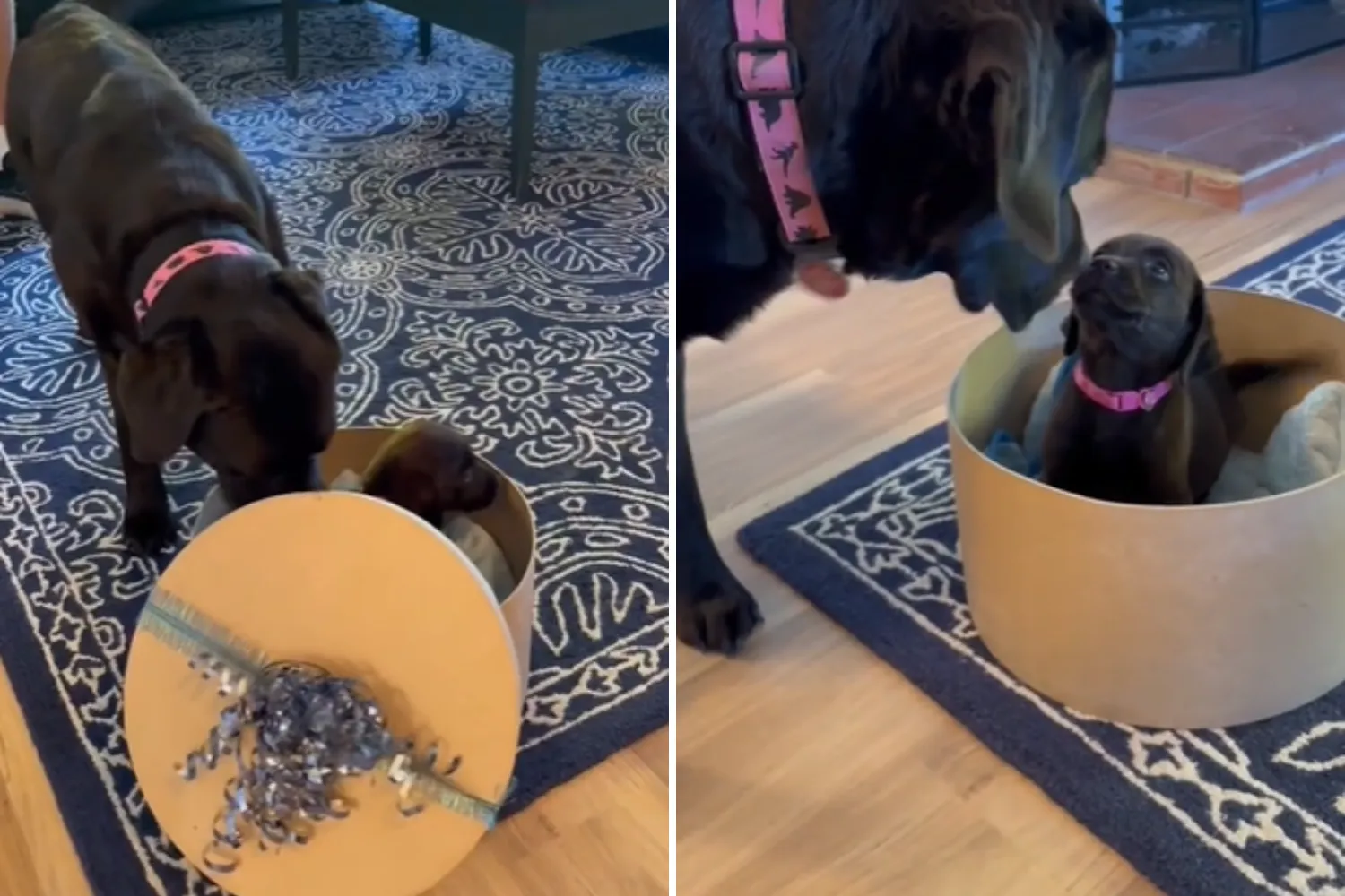 Watch Chocolate Labrador’s Reaction to Her Own Lookalike Puppy ...