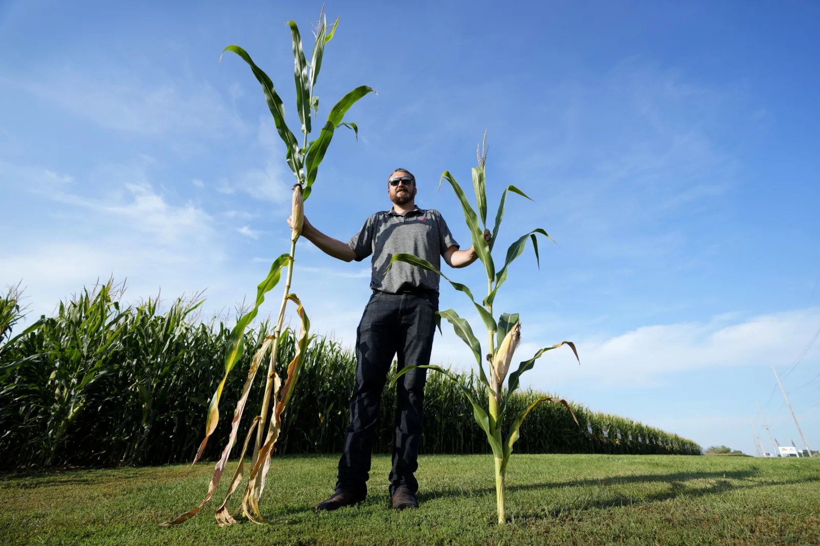 engineered crops for short