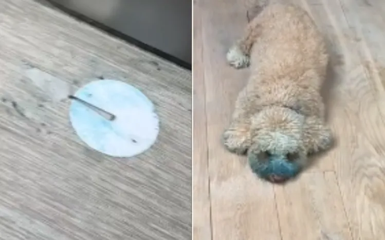Man’s $100 Birthday Cake Destroyed, Guilty Culprit Gives Themselves ...