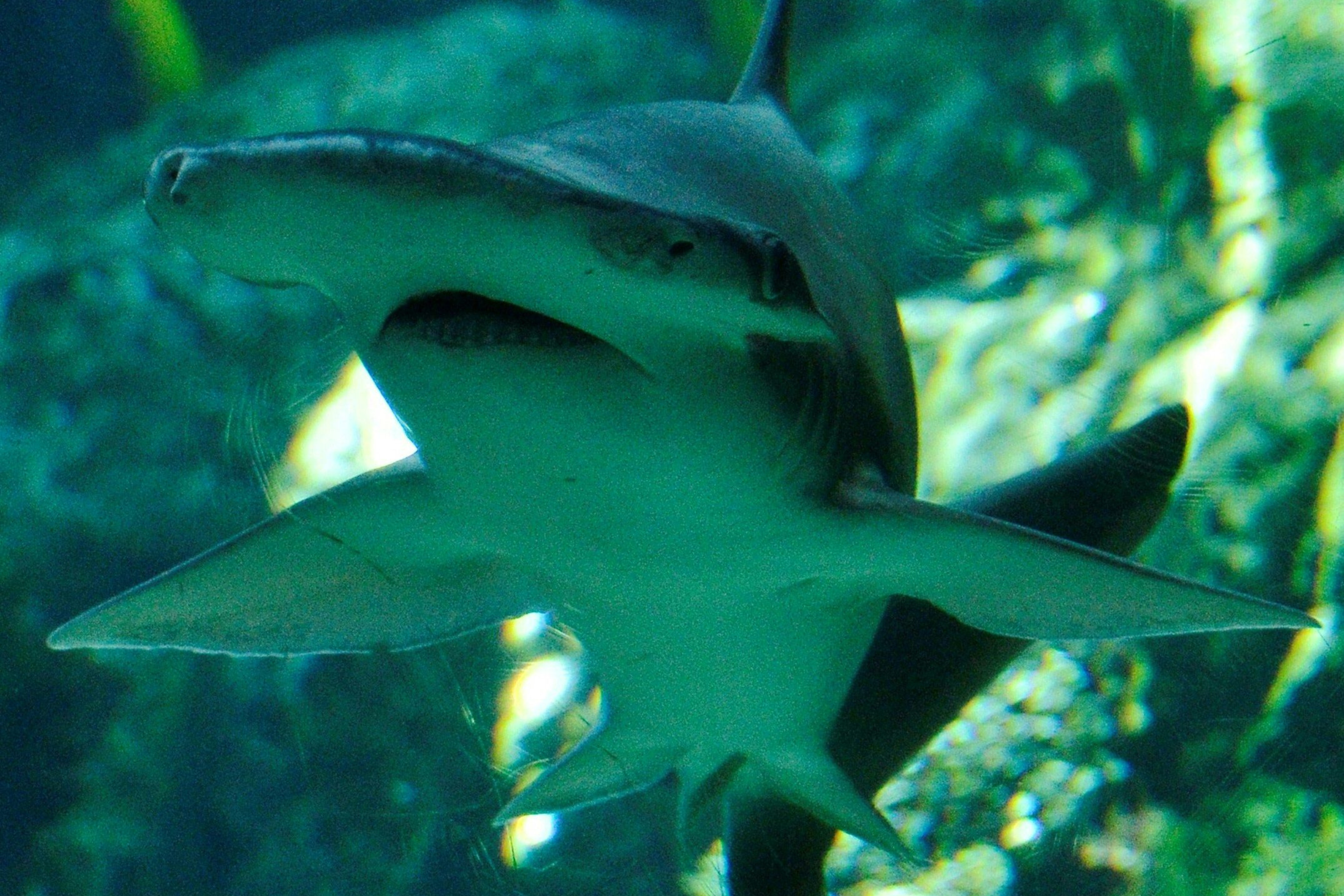 New Species Of Shark 2024