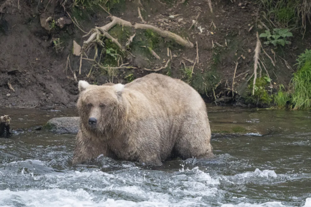 Emotional Favorite Bids for Alaska’s Fat Bear Glory - Newsweek