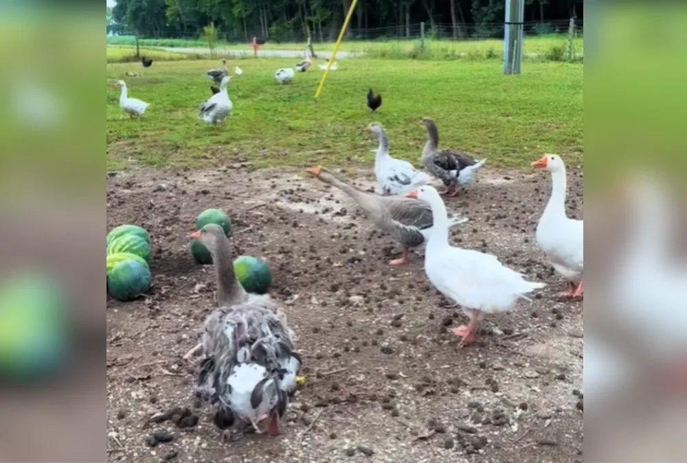Farmer Pretends To Faint in Front of Her Geese-They Do Something ...