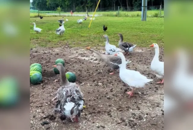 Farmer Pretends To Faint in Front of Her Geese-They Do Something ...