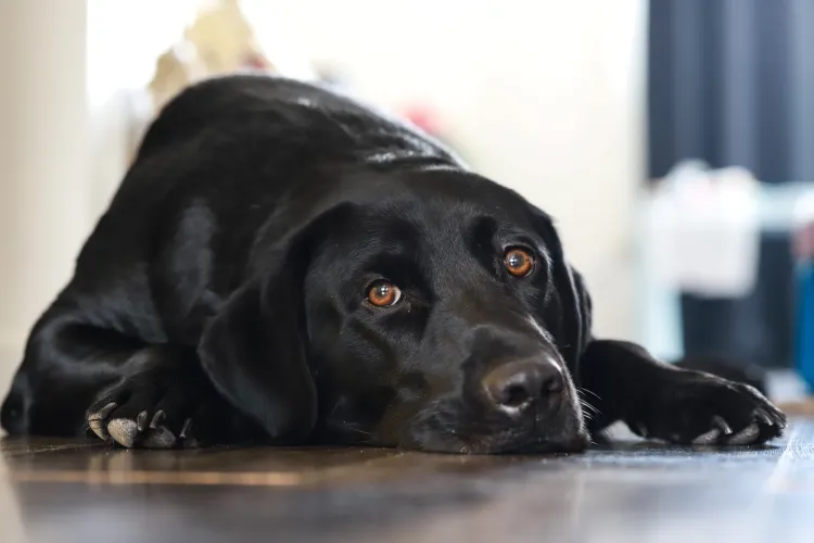 Labrador Gets His Own Puppy, Things Quickly Take an Unexpected Turn ...