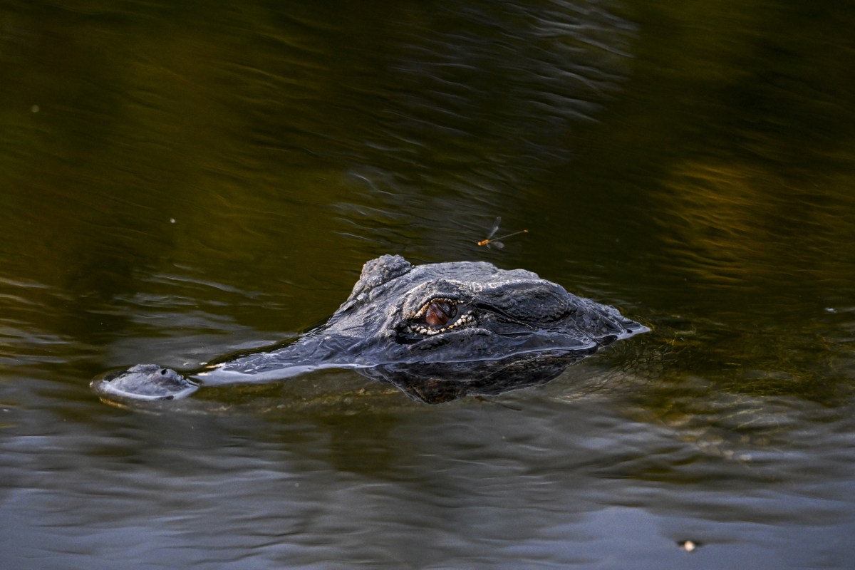 Alligators Swim Through Streets as Hurricane Helene Hits Florida - Newsweek