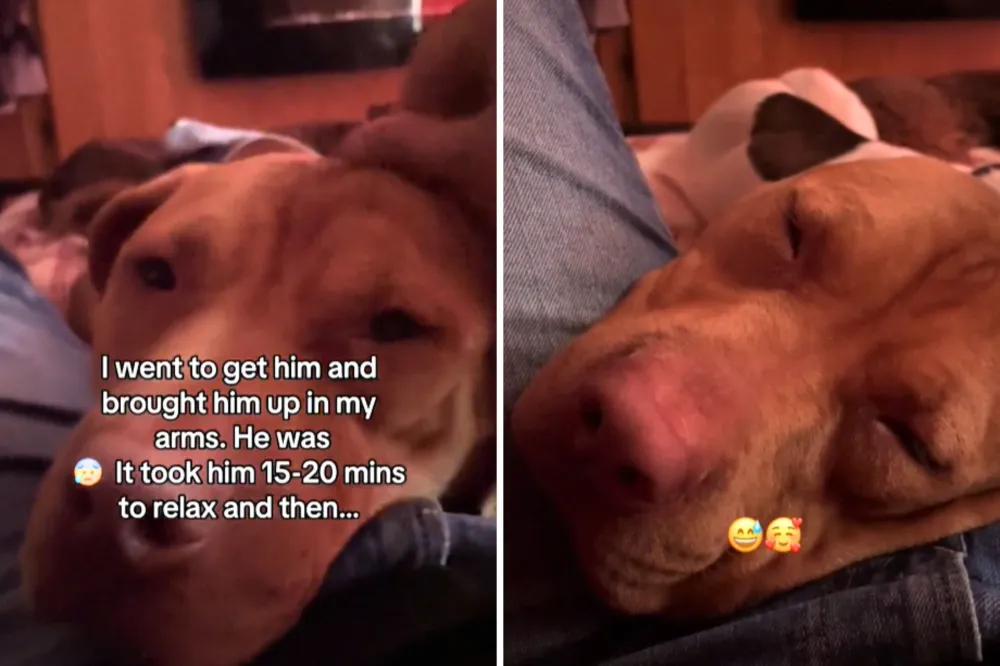 Foster Dog Too Scared To Jump on Bed Finally Learns Comfort: “Safe ...