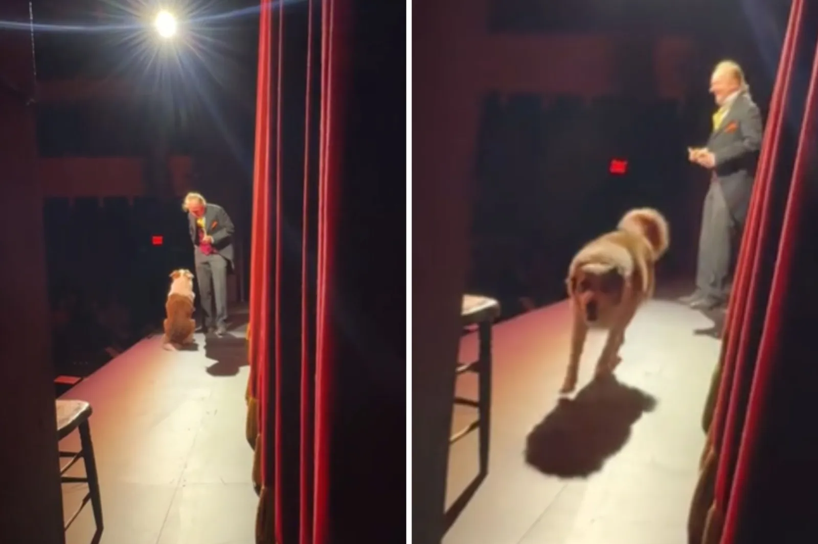 Border Collie Makes Stage Debut to Audience’s Delight —’Proud of ...