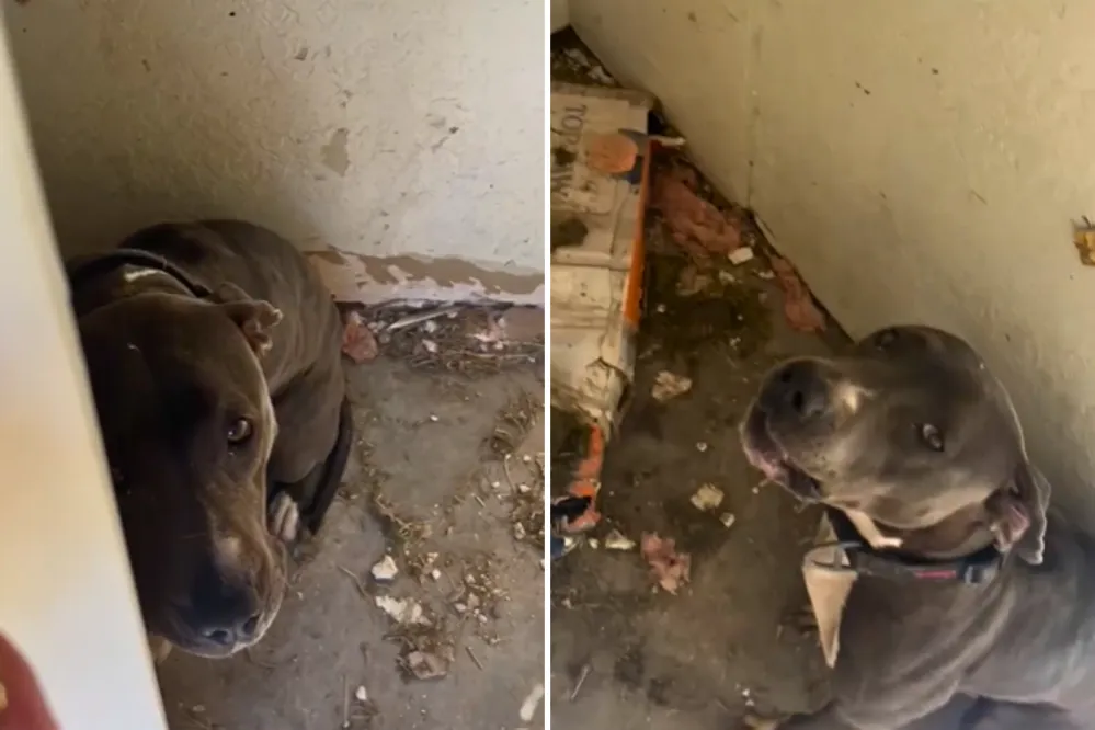 Moment Dog Rescued After Family Locked Her In Tiny Room Then Moved Away ...