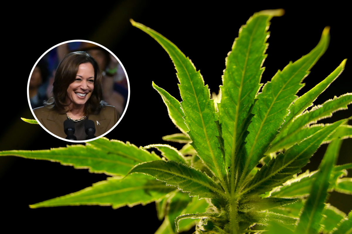 Kamala Harris’ Plan for Marijuana Backed by Young Republicans - Newsweek