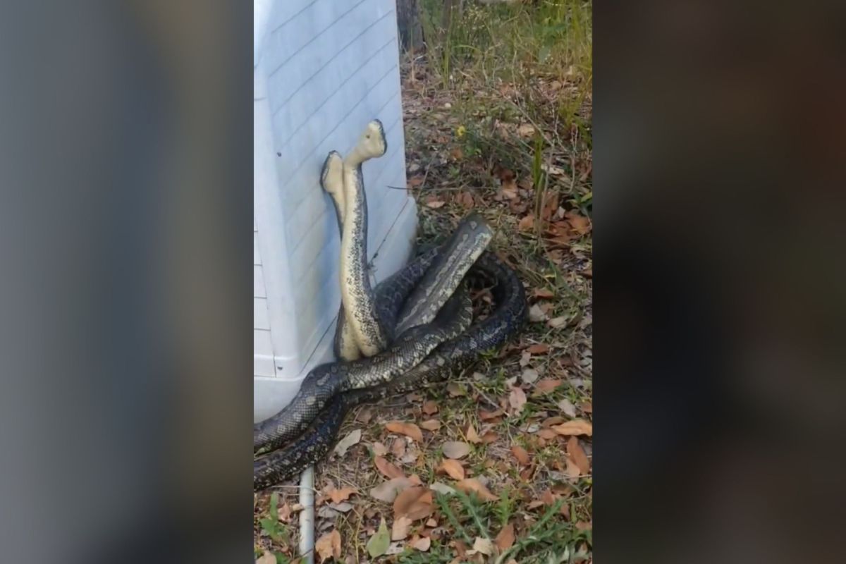 Shock as Man Finds Snakes Fighting ‘Over a Nearby Female’ in His Backyard - Newsweek
