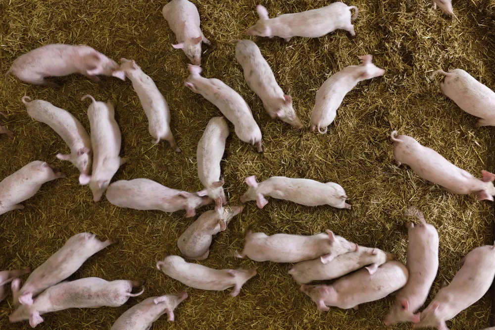 Pigs News & Latest Pictures From Newsweek.com