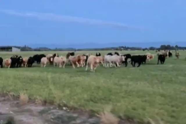 Friends Play Jazz for Cows To Test Reaction, Never Expect What Happens ...