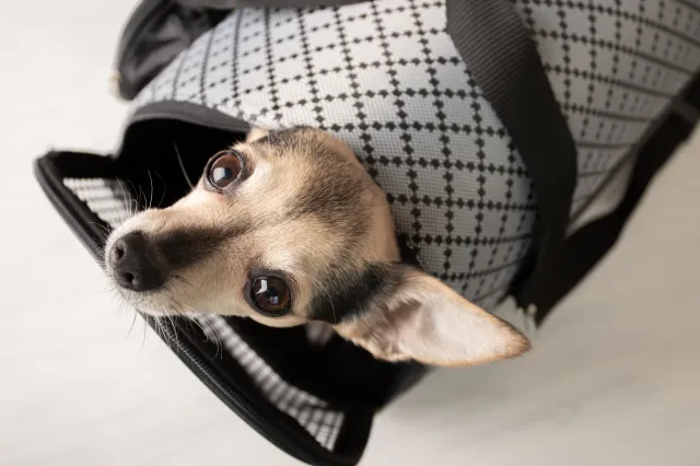 What’s Popping Out of Woman’s Bag Leaves Internet in Stitches ...