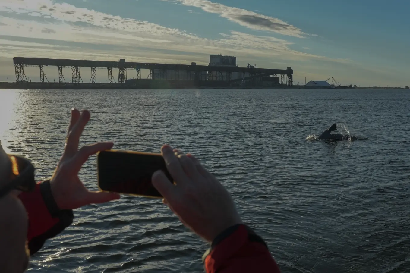Up to 4,000 Beluga Whales Bring Joy to Hudson Bay - Newsweek