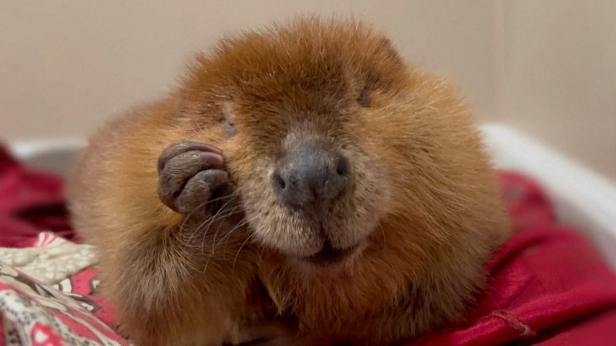 Nibi the Beaver’s Rescuers Go to Court to Prevent Her Release Into the ...