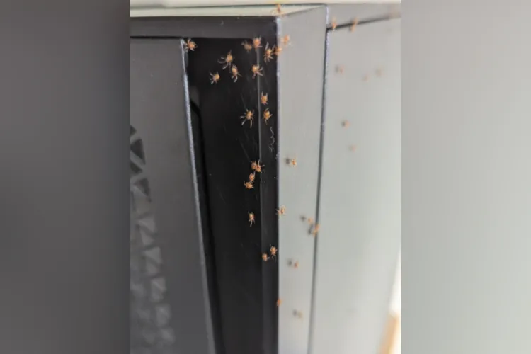 Internet Reacts to Spider Eggs Hatching Inside Computer: ‘Burn It ...