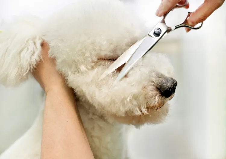 Owner Attempts To Save Money by Grooming Poodle at Home, ‘Huge Mess ...