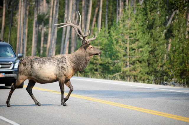 Elk News & Latest Pictures From Newsweek.com