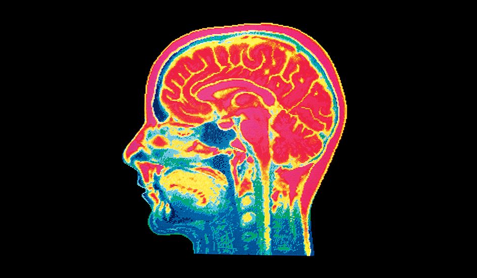 Gray Matter Anatomy - Newsweek